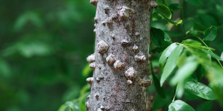 6 Types of Trees with Spikes on the Trunk - GFL Outdoors