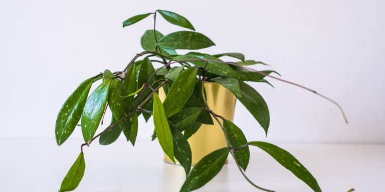Hoya Chelsea Care: Everything You Need to Know – GFL Outdoors