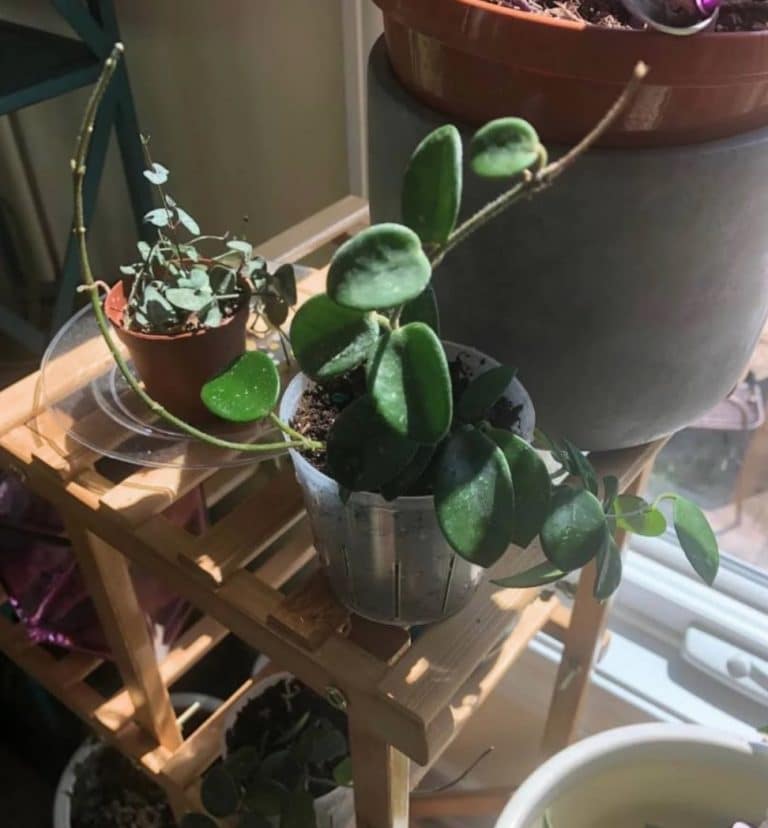 Hoya Mathilde Care: Everything You Need to Know - GFL Outdoors