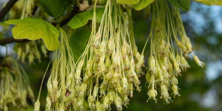Maple Tree Flowers: A Guide to Maple Varieties - GFL Outdoors