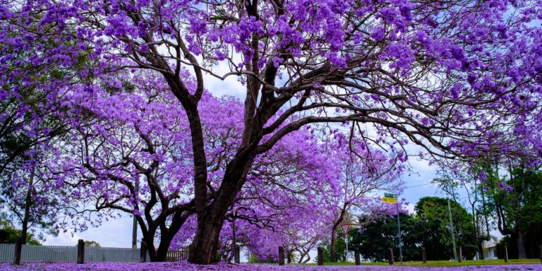 Jacaranda Tree Care: Everything You Need to Know