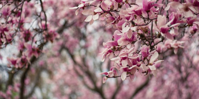 When to Fertilize Magnolia Tree: The Essential Guide - GFL Outdoors
