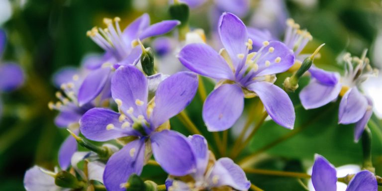 9 Trees with Blue Flowers - GFL Outdoors