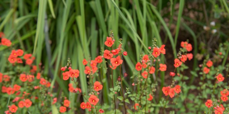 Mask Flower Care: Everything You Need to Know - GFL Outdoors