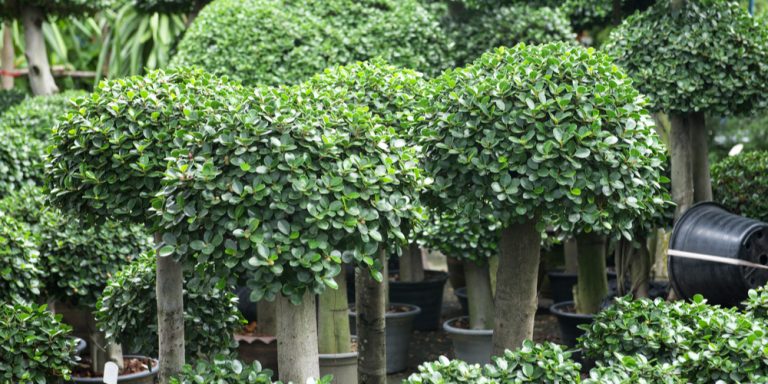 Mustard Tree Size: All You Need to Know - GFL Outdoors