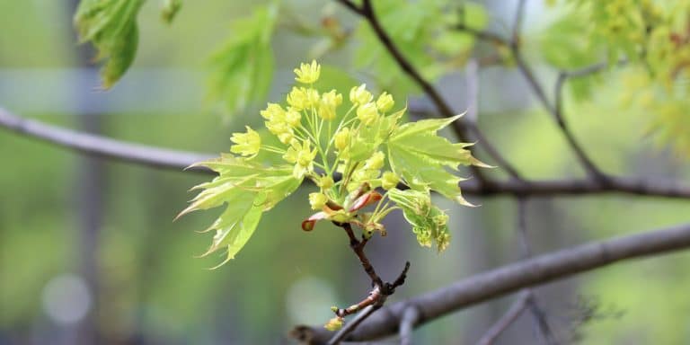 Maple Tree Flowers: A Guide to Maple Varieties - GFL Outdoors