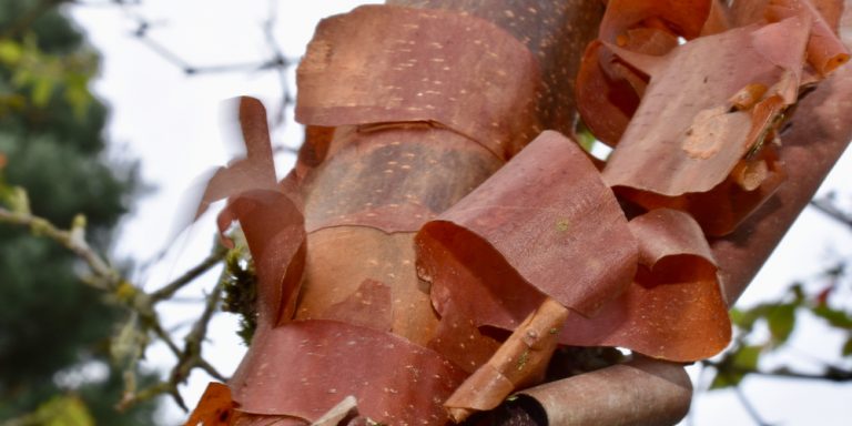 Acer Griseum Care: Everything You Need to Know - GFL Outdoors