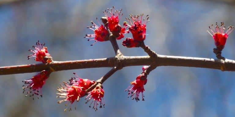 Maple Tree Flowers: A Guide to Maple Varieties – GFL Outdoors