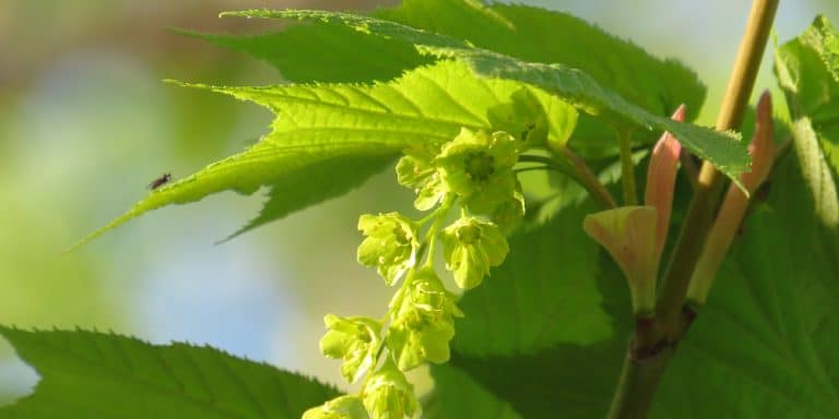 Maple Tree Flowers: A Guide to Maple Varieties - GFL Outdoors