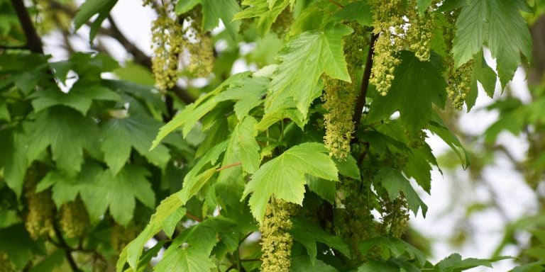 Maple Tree Flowers: A Guide to Maple Varieties - GFL Outdoors