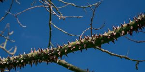6 Types of Trees with Spikes on the Trunk - GFL Outdoors