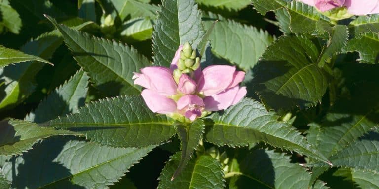 Native Shade Plants in Ohio – GFL Outdoors
