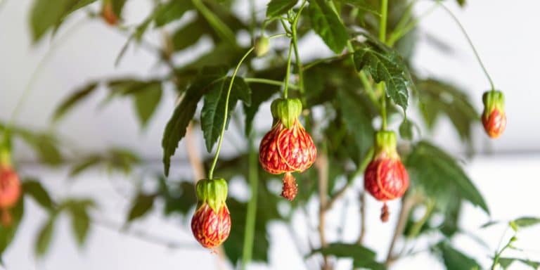 Maple Tree Flowers: A Guide to Maple Varieties - GFL Outdoors