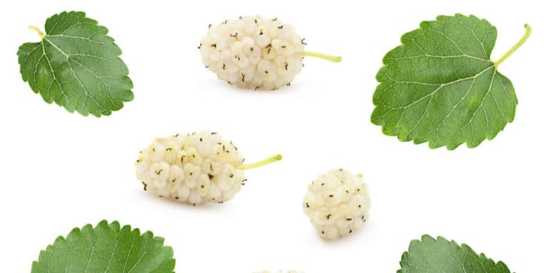 Mulberry Trees in Arizona: Growth and Care Guide - GFL Outdoors