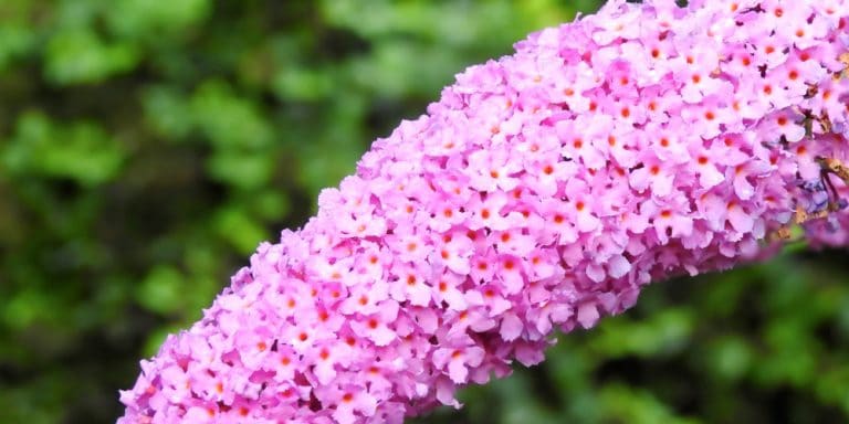 Butterfly Bush Invasive Virginia - GFL Outdoors