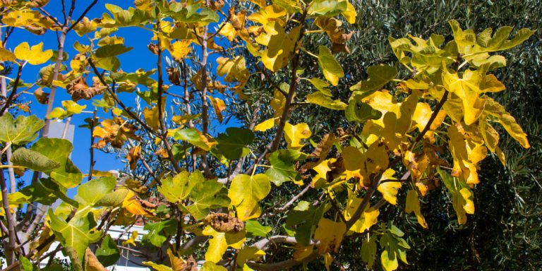 Is My Fig Tree Dead?: How to Revive a Fig Tree - GFL Outdoors