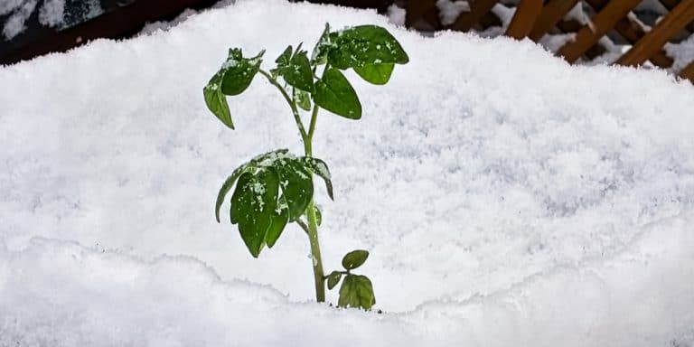 How To Protect Tomato Seedlings From Frost Gfl Outdoors