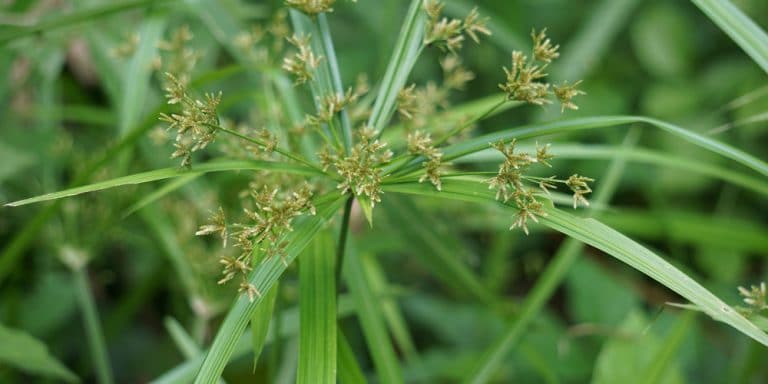 How to Kill Nutgrass: Control And Kill Nutsedge Or Nutgrass