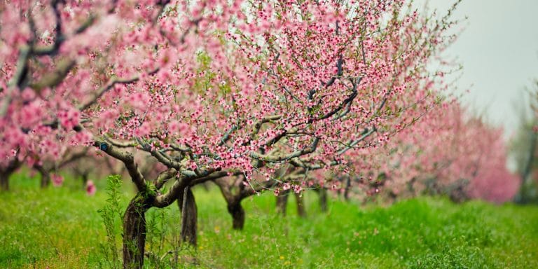 Are Peach Trees Self-Pollinating? Understanding Their Reproductive ...