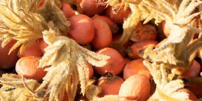 How to Plant Sago Palm Seeds – GFL Outdoors