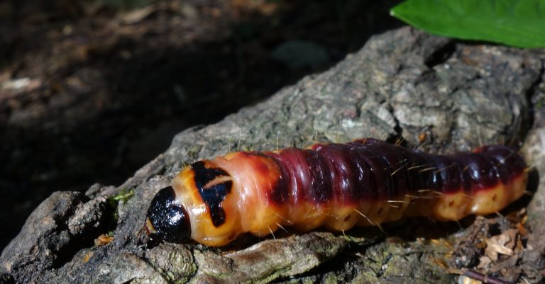 What is Eating My Fig Tree Leaves? Insect Pests and Animals