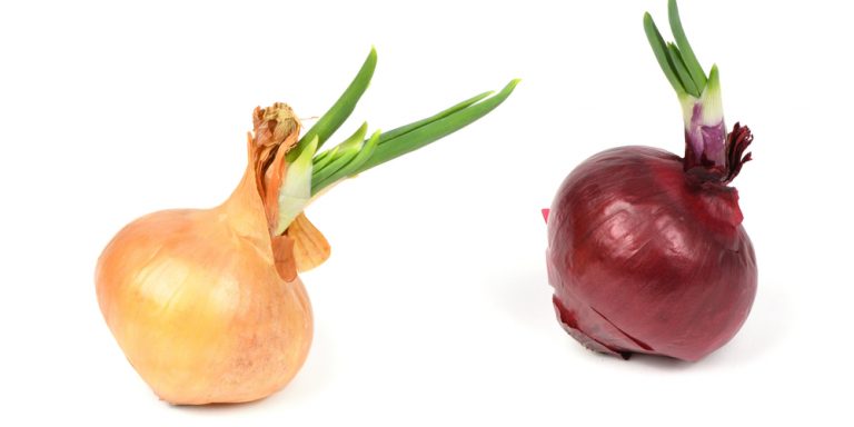 Planting Sprouted Onions the Right Way - GFL Outdoors