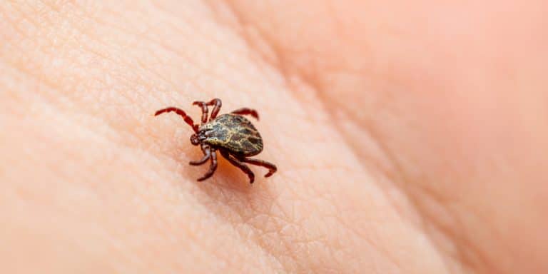Do Ticks Fall From Trees? - GFL Outdoors