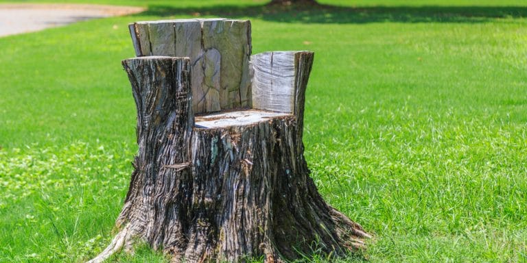 What to do with Tree Stumps: 12 Most Creative Tree Stump Ideas