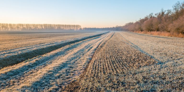 When To Plant Winter Wheat In Iowa - GFL Outdoors