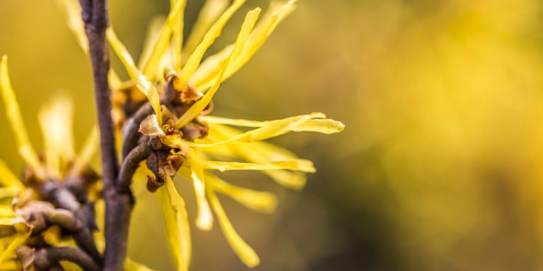 Yellow Flowering Bush Identification Guide - GFL Outdoors