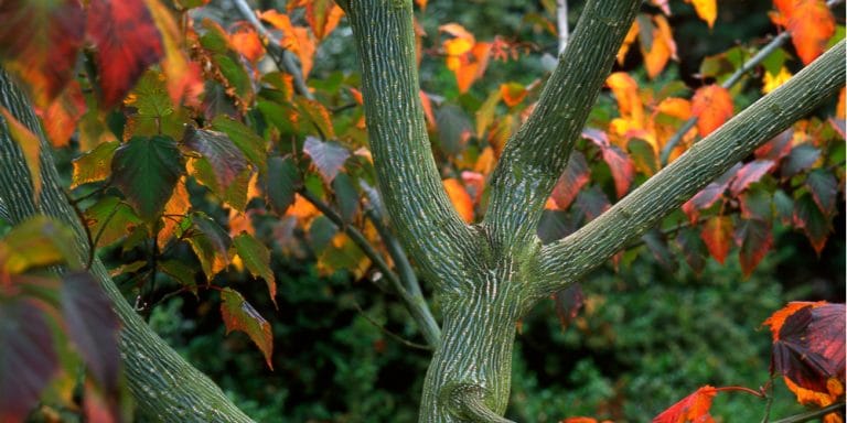 Acer capillipes Care: Everything You Need to Know - GFL Outdoors