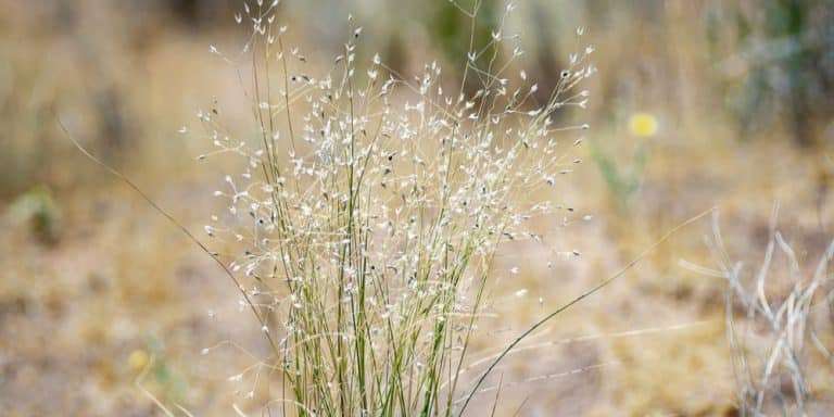Achnatherum hymenoides Care: Everything You Need to Know – GFL Outdoors