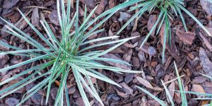Aztec Grass Care: Everything You Need to Know - GFL Outdoors