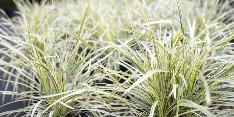 Aztec Grass Care: Everything You Need to Know - GFL Outdoors