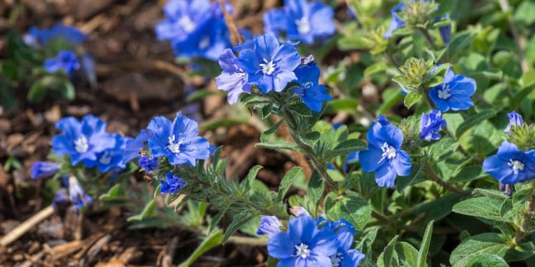 Landscaping Essentials: Blue Daze as a Ground Cover Plant - GFL Outdoors