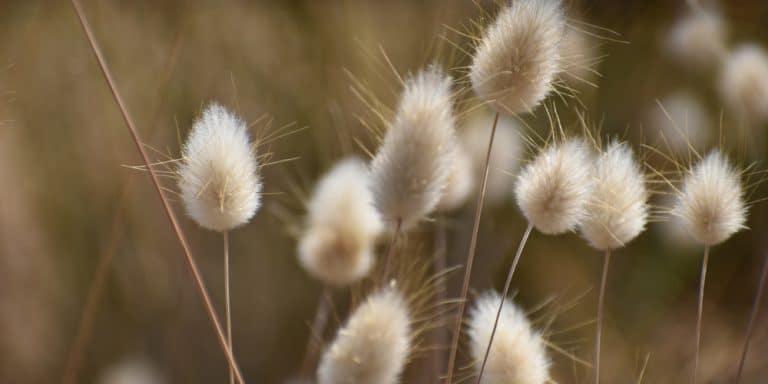 How to Kill Ornamental Grass: Getting Rid of Unwanted Grasses – GFL ...