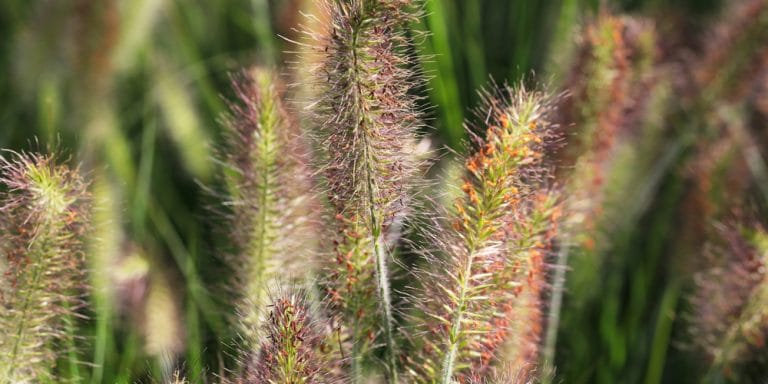 Chinese Fountain Grass Care: Everything You Need to Know