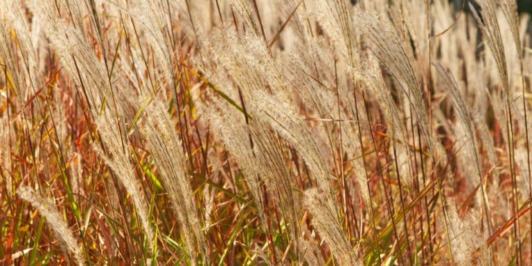 Flame Grass Care: Everything You Need to Know – GFL Outdoors