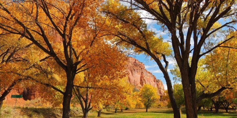 How Long Do Cottonwood Trees Live? A Brief Glance at the Tree’s ...