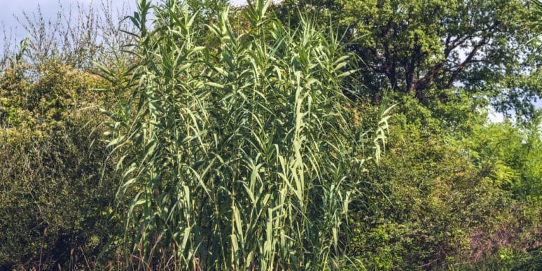 Tall Ornamental Grasses for Privacy - GFL Outdoors