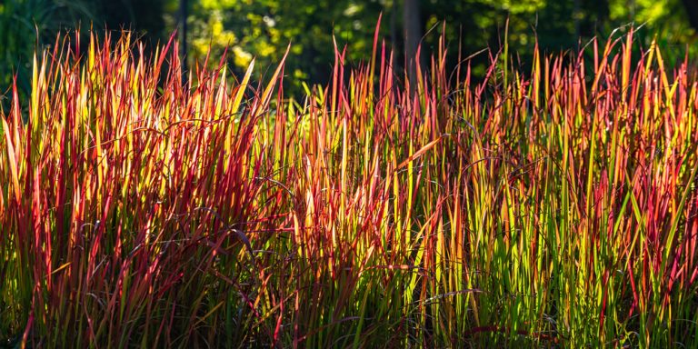 Japanese Blood Grass Care: Everything You Need to Know