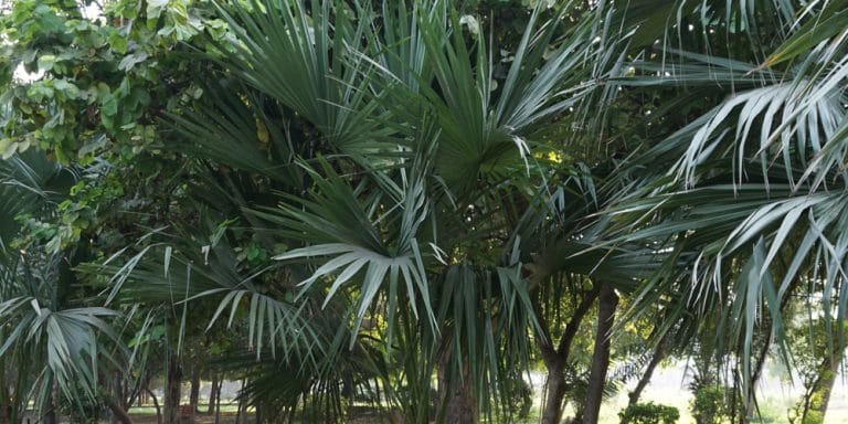 Are There Palm Trees in North Carolina? - GFL Outdoors
