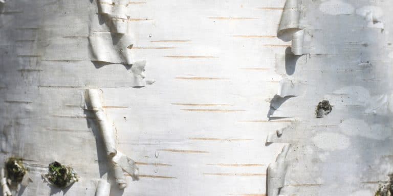 Birch Trees in Tennessee and Other Trees in the Area - GFL Outdoors