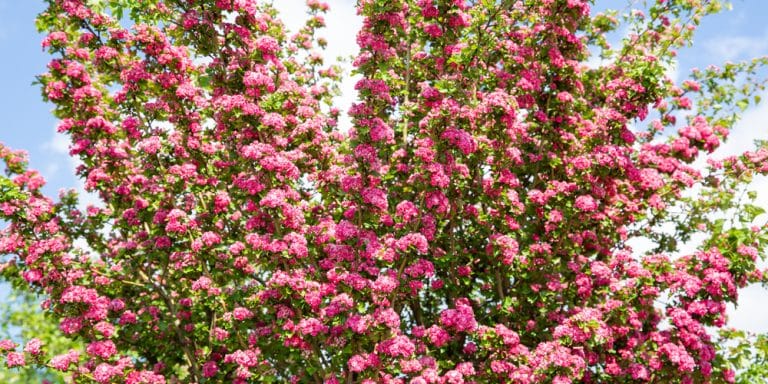 Spiny Trees: 10 Fascinating Trees – GFL Outdoors
