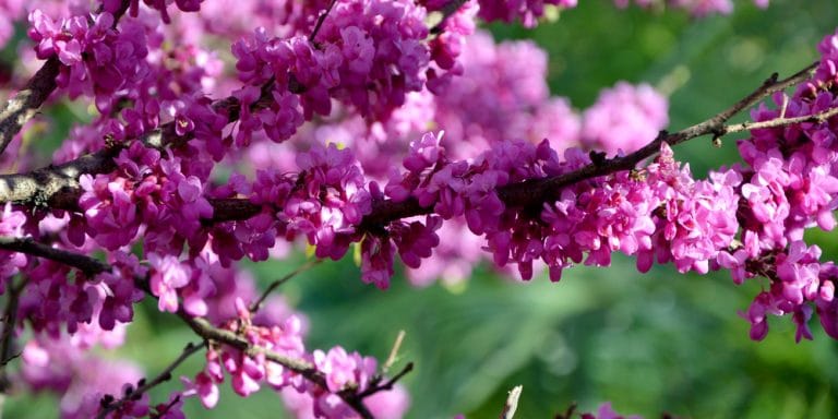 Pink Forsythia Care: Everything You Need to Know - GFL Outdoors