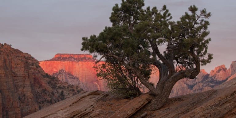 Utah Native Plants: A Guide to the State's Flora and Landscape
