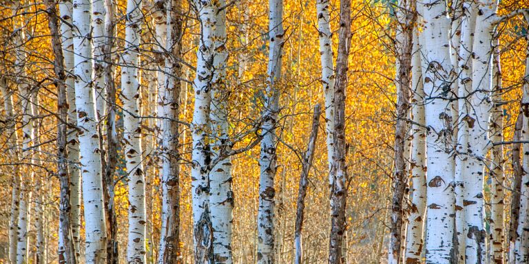 Birch Versus Aspen Tree: Similarities and Differences Between the Trees