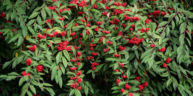 Trees with Red Berries: 12 of the Best Varieties - GFL Outdoors