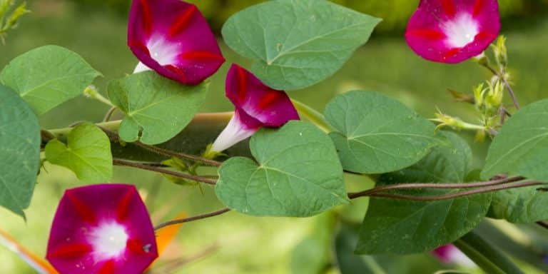 Vines with Red Flowers: List of 8 Vines with Beautiful Red Flowers