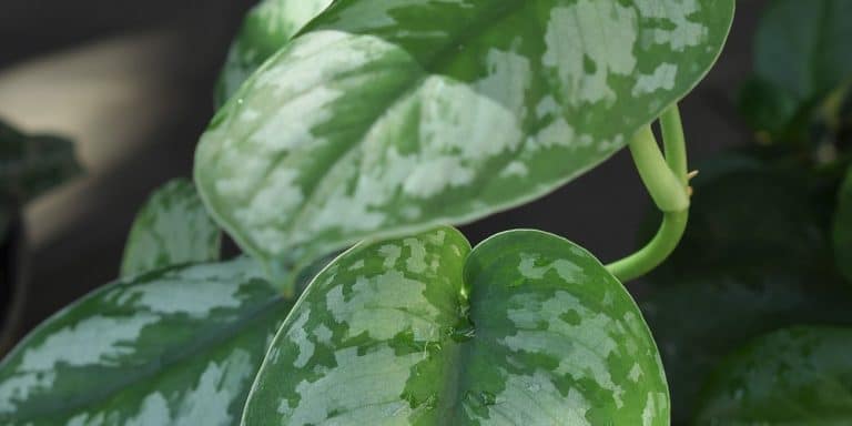 Scindapsus Lucens Care: Everything You Need to Know - GFL Outdoors